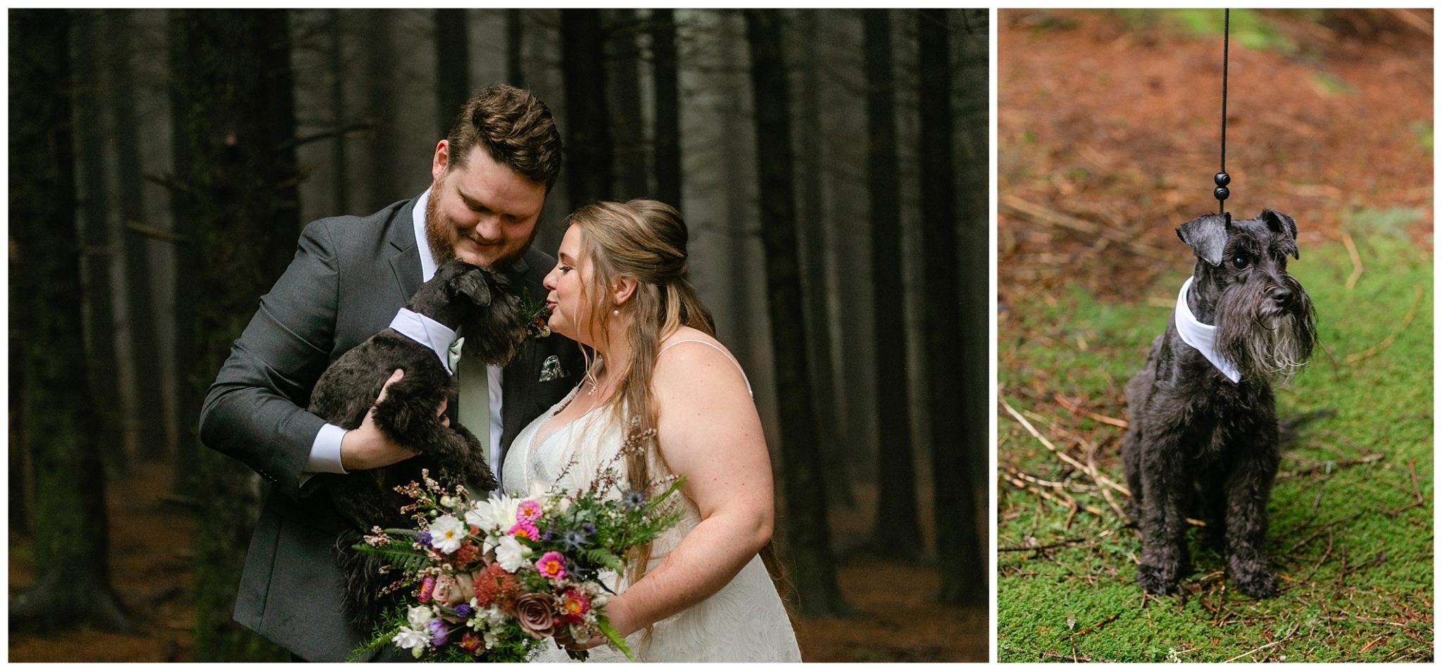 How to Plan a Dog Friendly Elopement | Asheville Elopement Planning ...